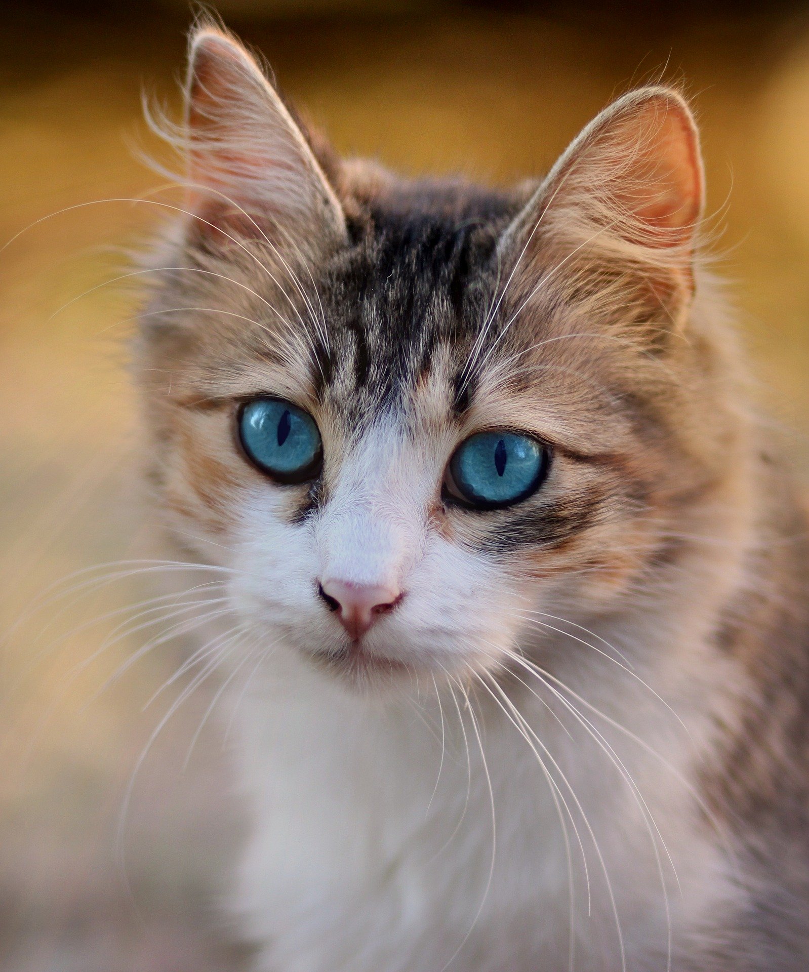 Max, Kater - felines Herpesvirus, Rhinotracheitis, Katzenschnupfen ...