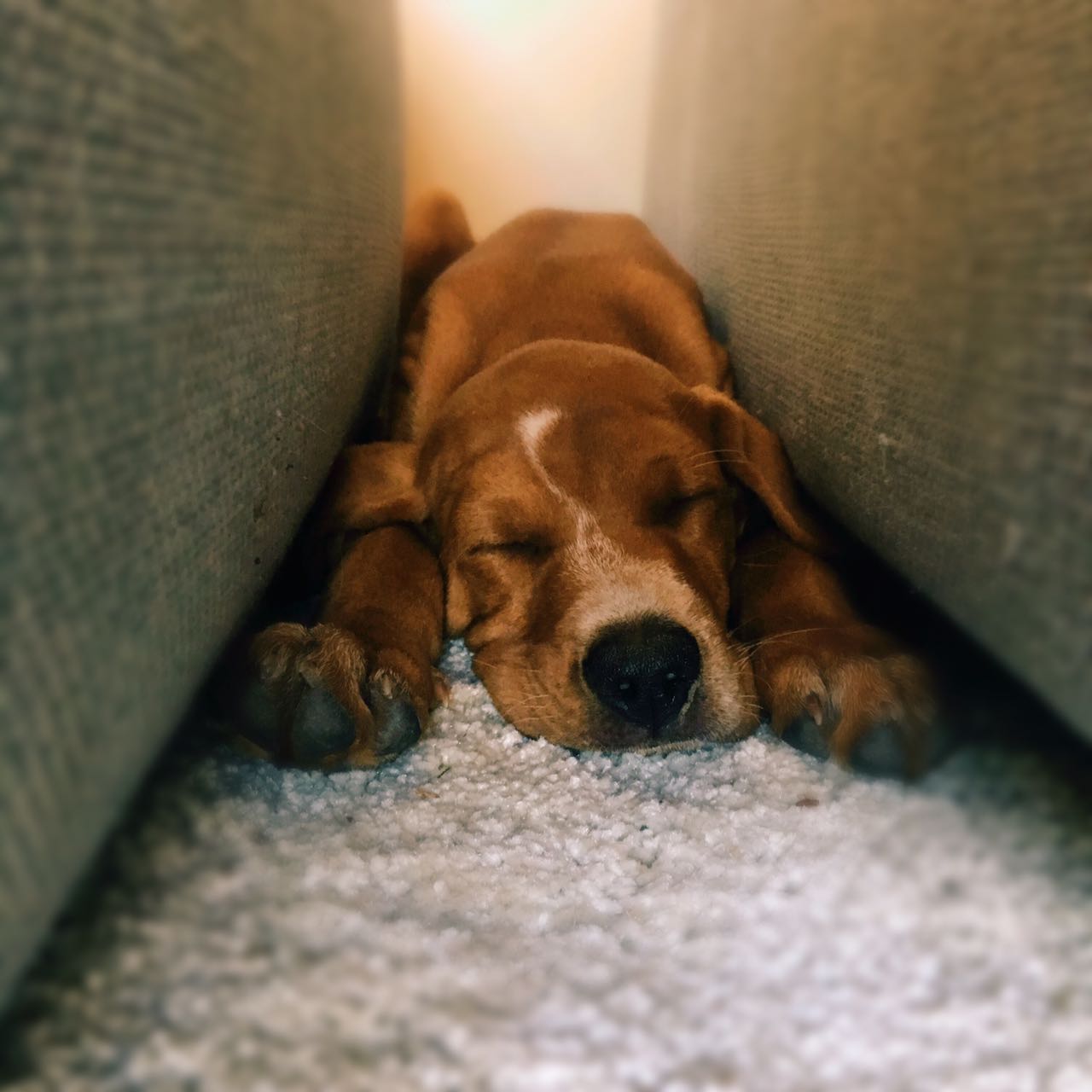 Karl, dog - treatment following a splenic tumour - Tierbioresonanz Hamburg