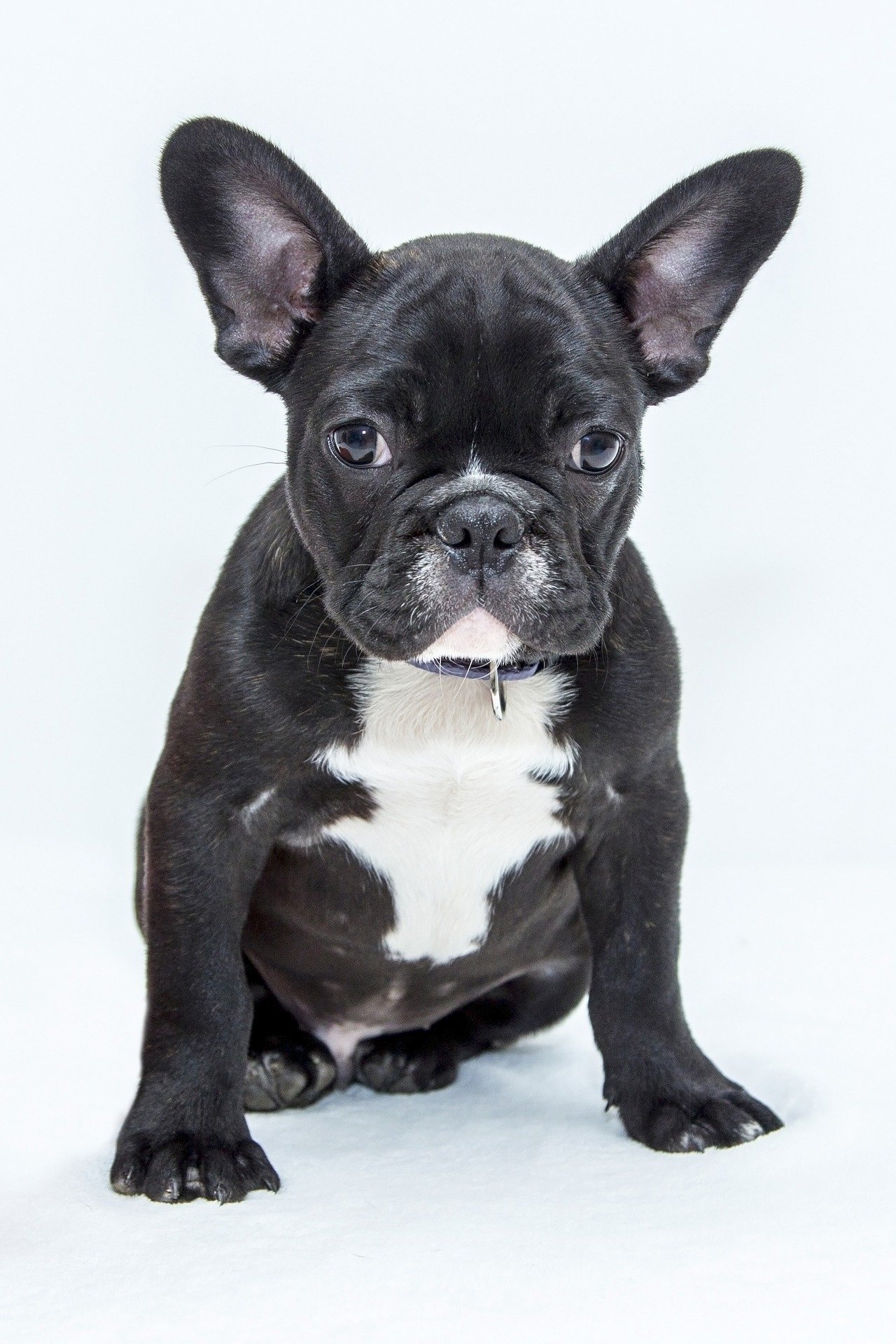 Rudi, dog - Atopic Dermatitis - Tierbioresonanz Hamburg