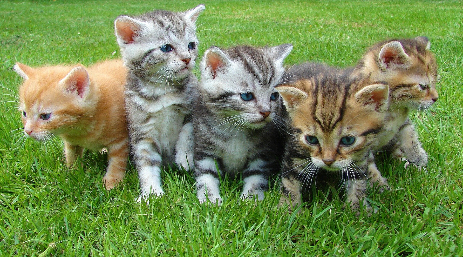 Katze - Giardien/ Giardiose - Tierbioresonanz Hamburg
